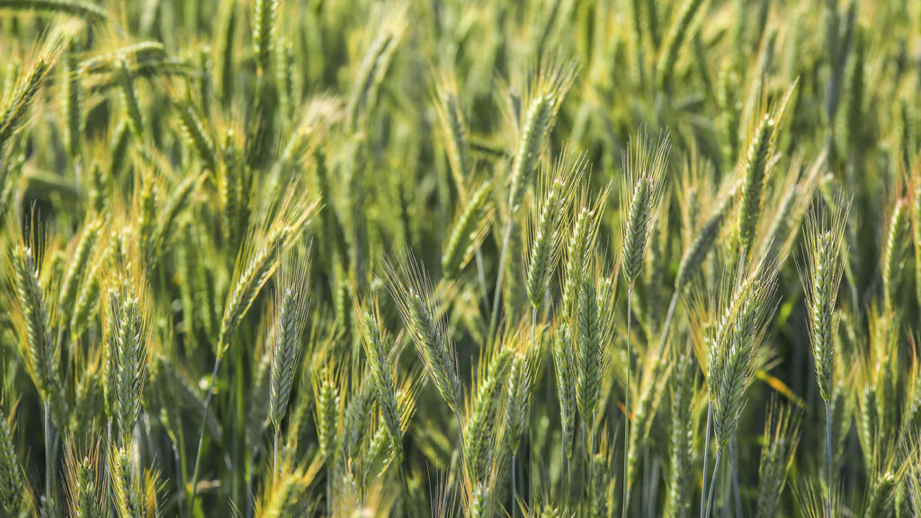 Farms – Pelto-observatorio